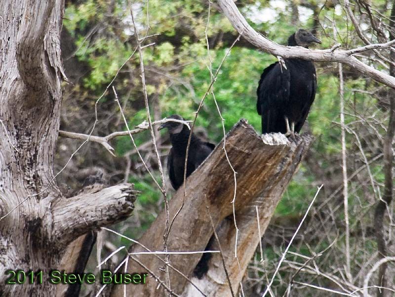 Southeast Texas Daily Photos: A pair of lounging Black Vultures